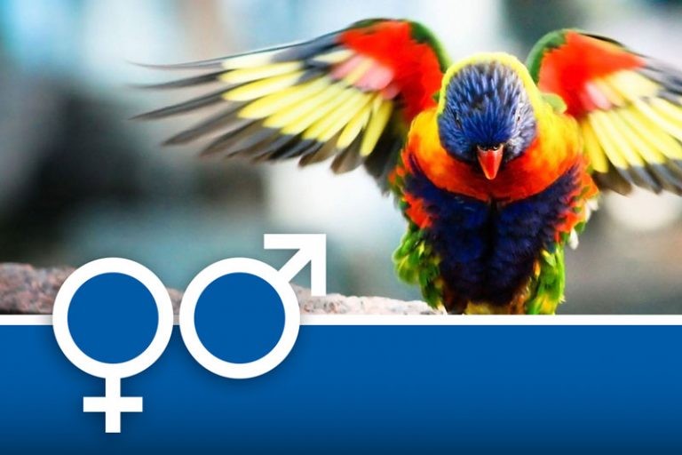 Bird Genetics – DNA laboratorium